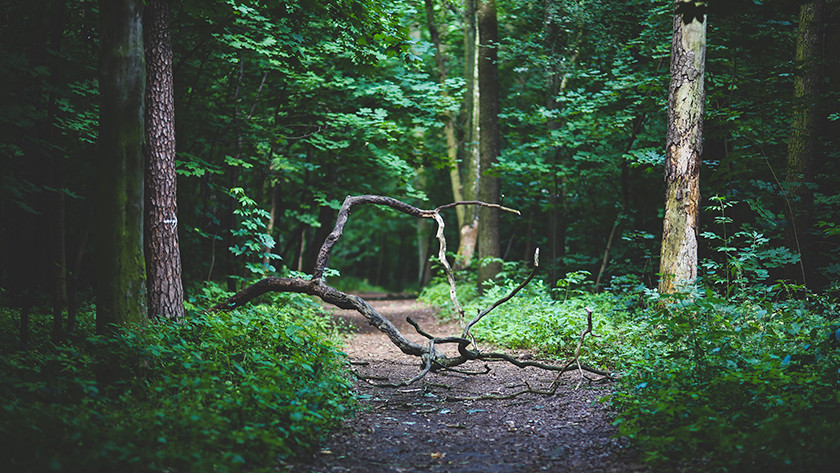Zo maak je de beste foto's in het bos - Coolblue - Voor 23.59u, morgen ...
