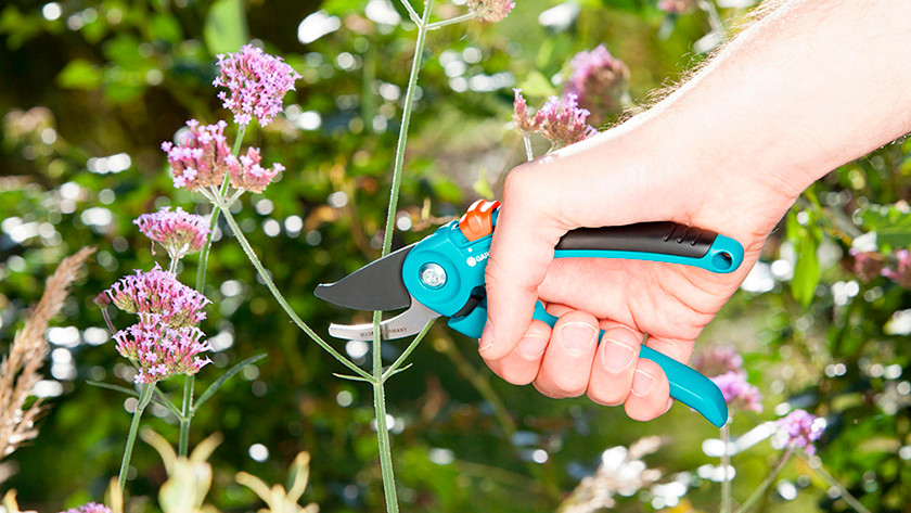5 tips for a blossoming summer garden - Coolblue - Before 23:59 ...